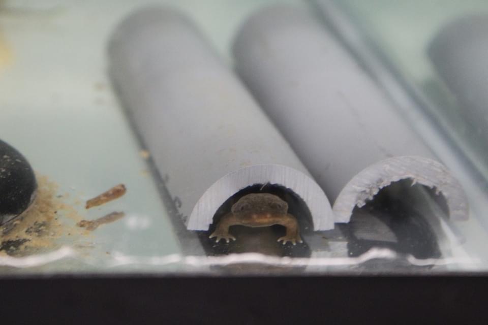 Hellbender | Chattanooga Zoo