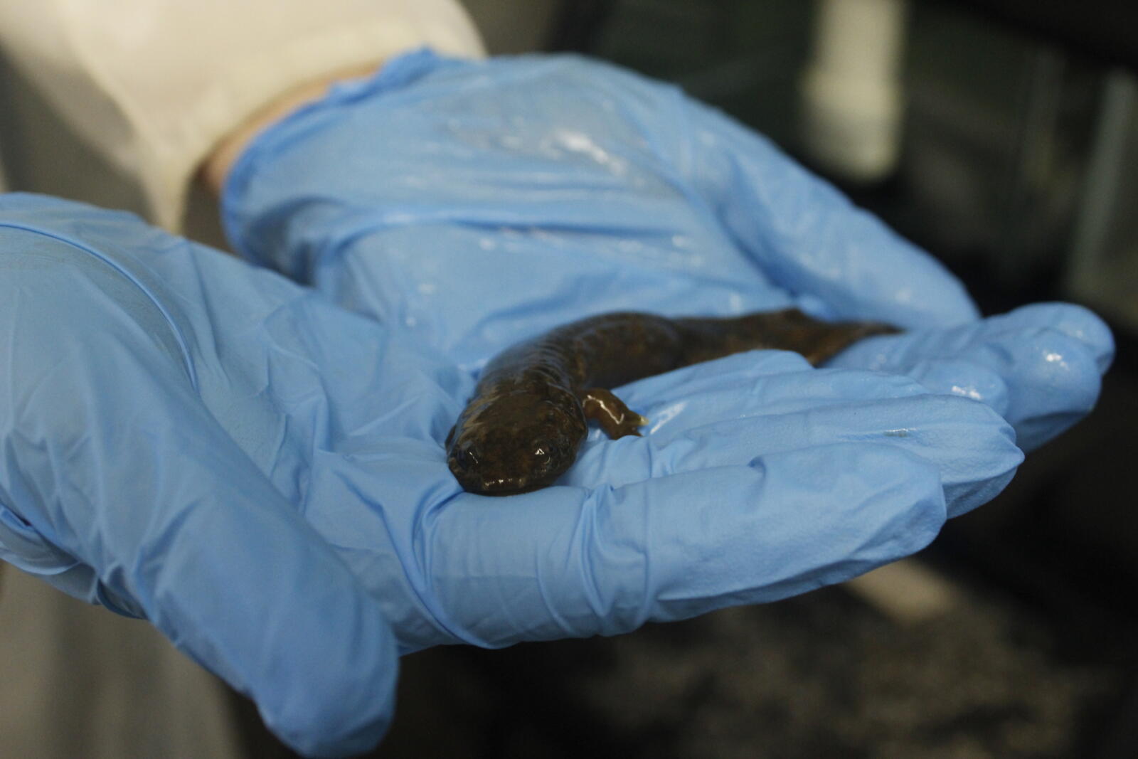 Blog | Chattanooga Zoo