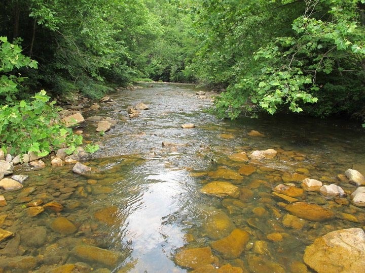 Hellbender | Chattanooga Zoo
