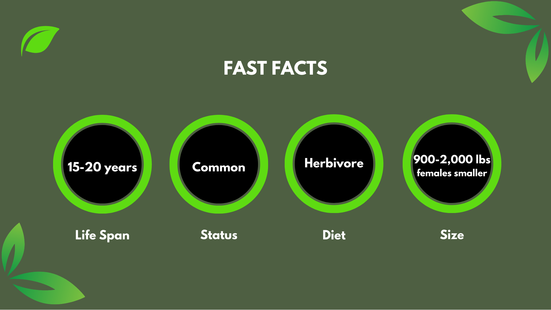 Scottish Highland Cow | Chattanooga Zoo