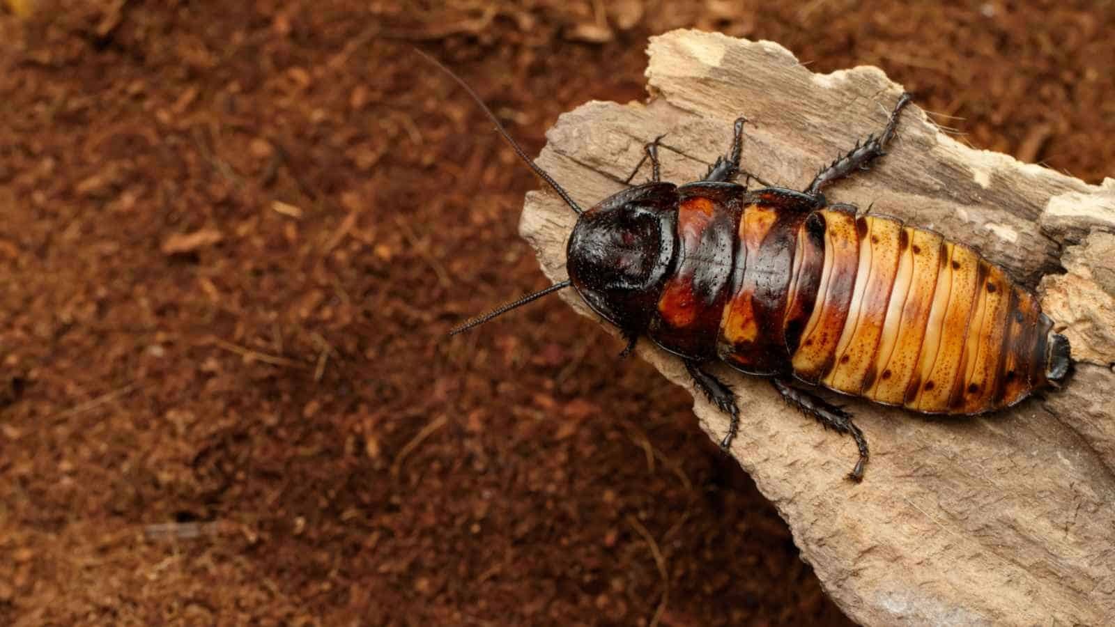 More Gombe Animals | Chattanooga Zoo