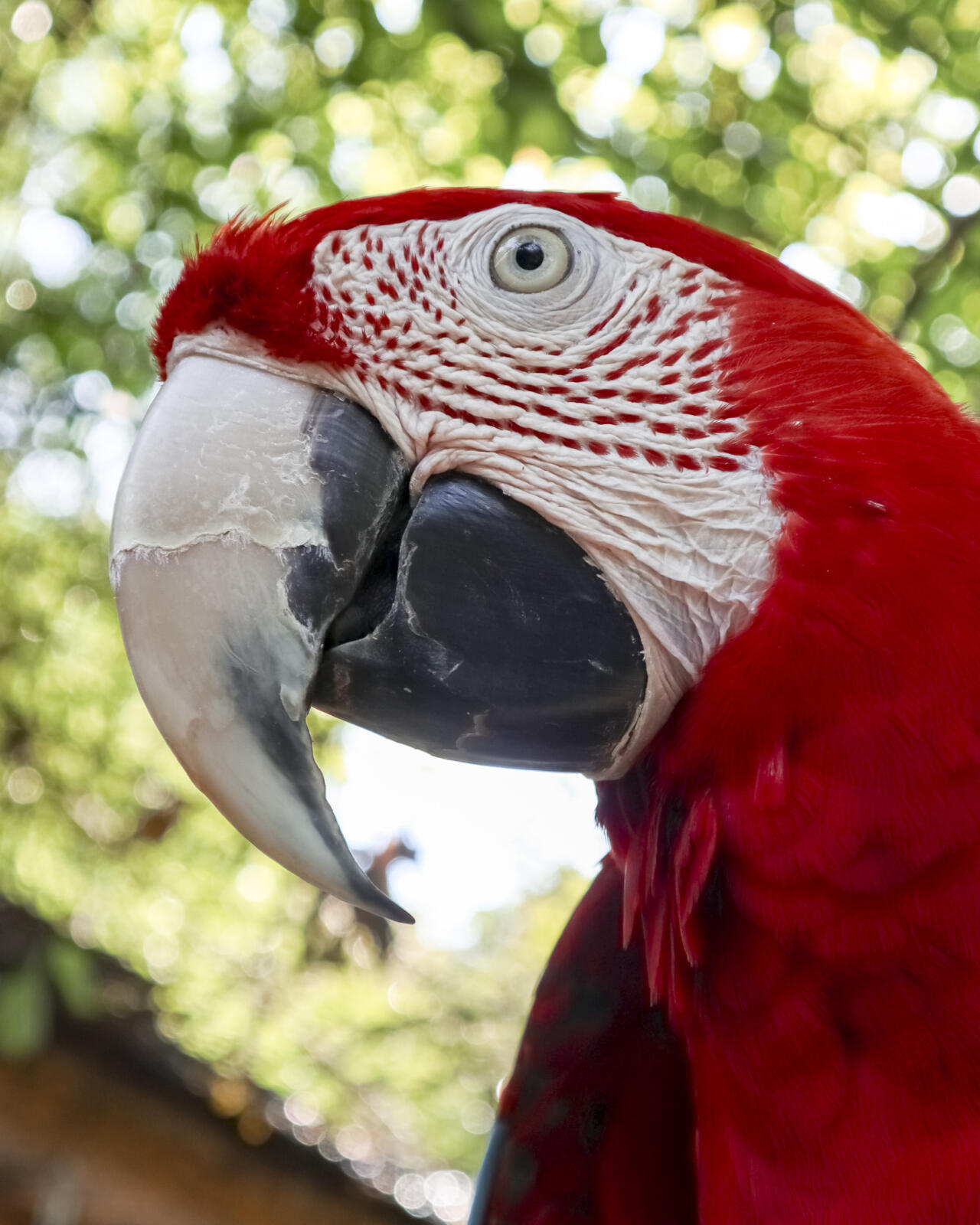 Macaws | Chattanooga Zoo
