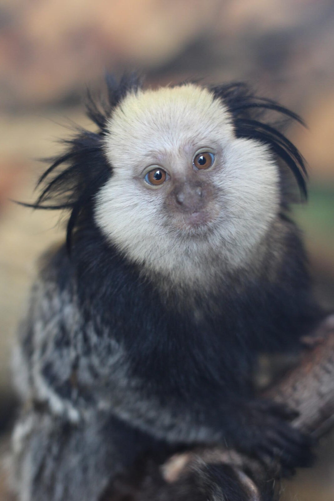 Geoffrey Marmoset Monkey