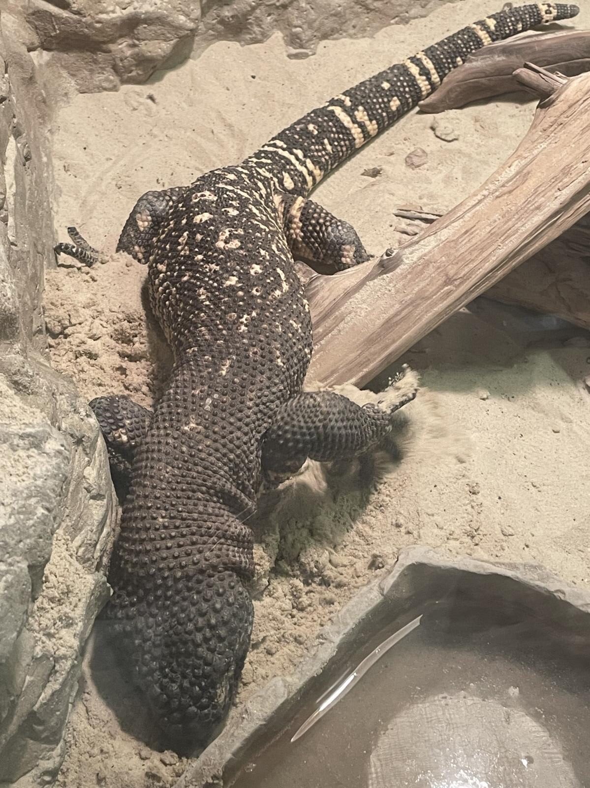 More Desert Animals | Chattanooga Zoo