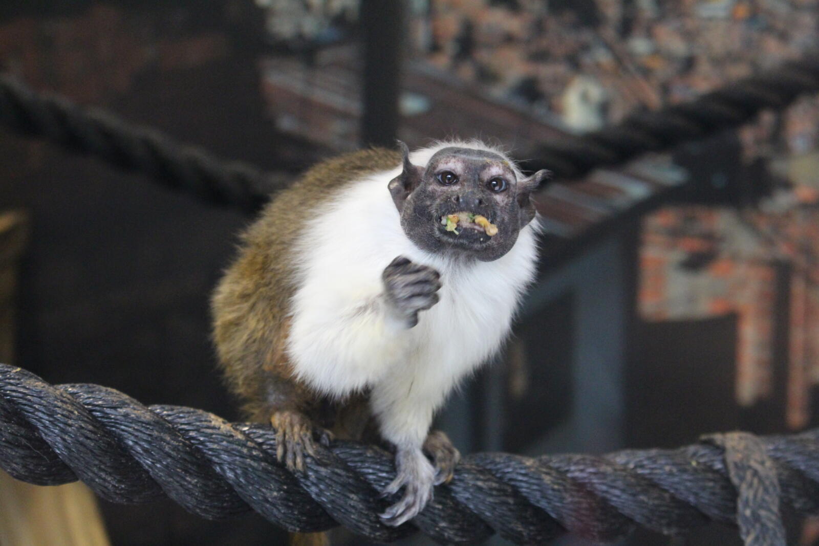 Tamarins | Chattanooga Zoo