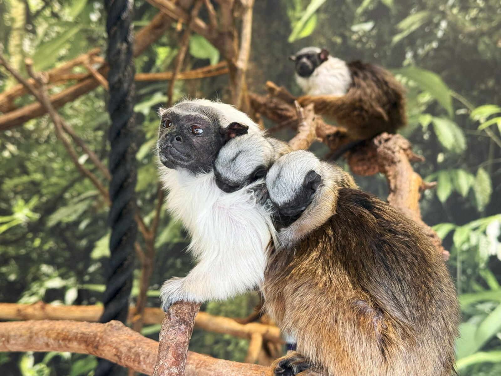 Blog | Chattanooga Zoo