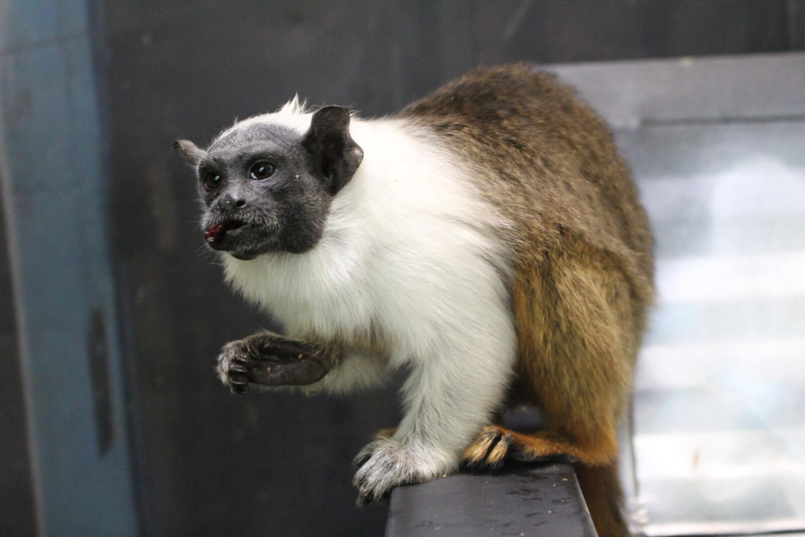 Tamarins | Chattanooga Zoo