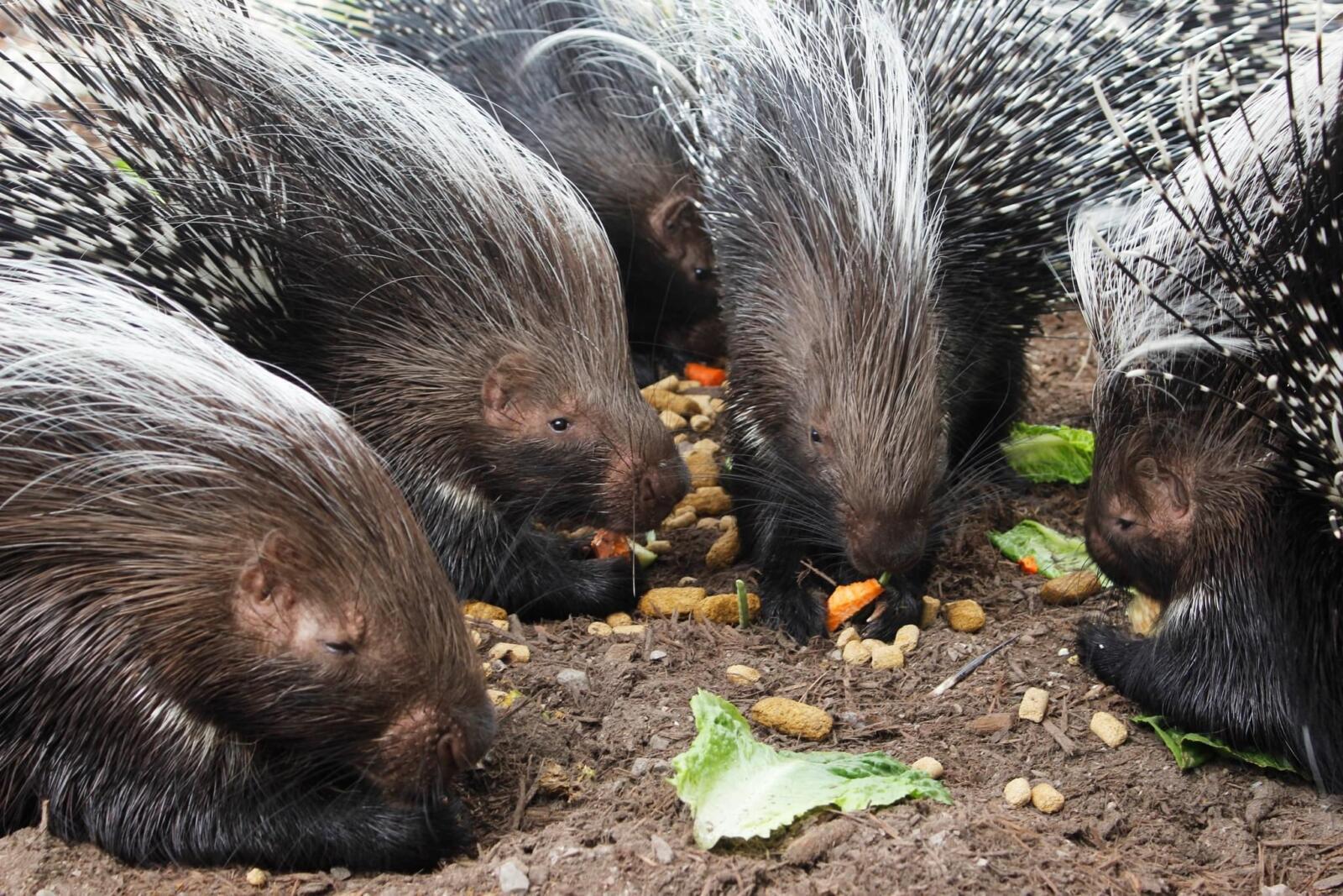 Cape Porcupine | Chattanooga Zoo