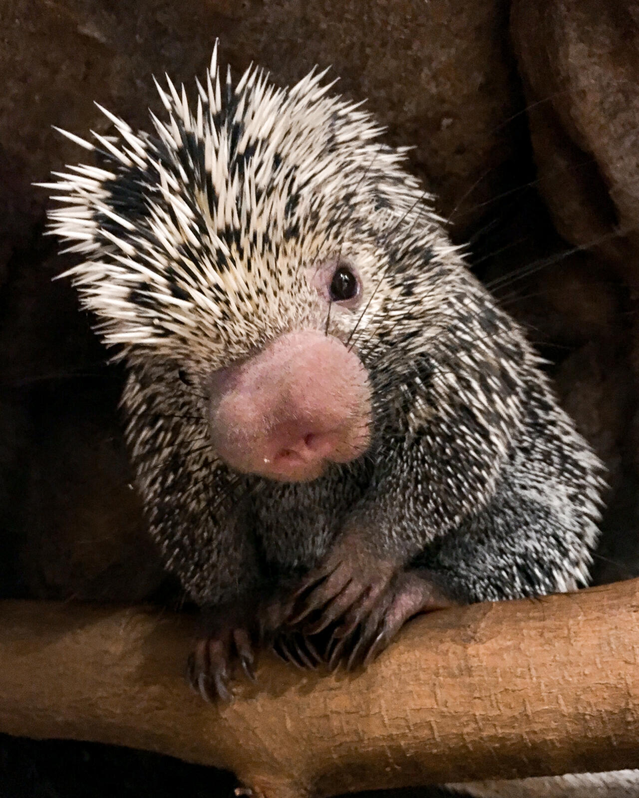 Prehensile Tailed Porcupine | Chattanooga Zoo