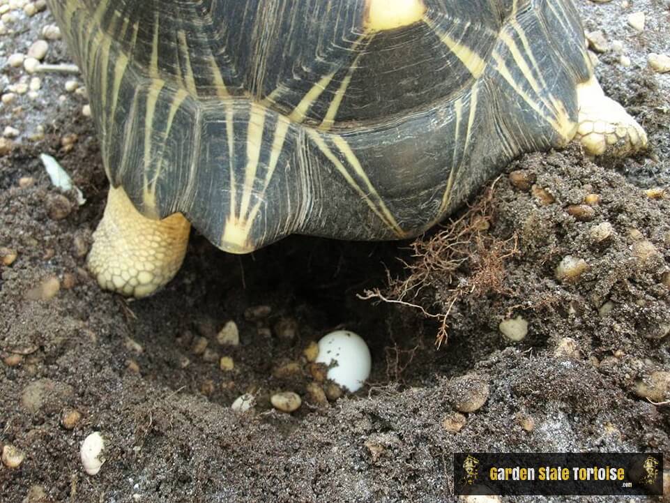 Radiated Tortoise | Chattanooga Zoo