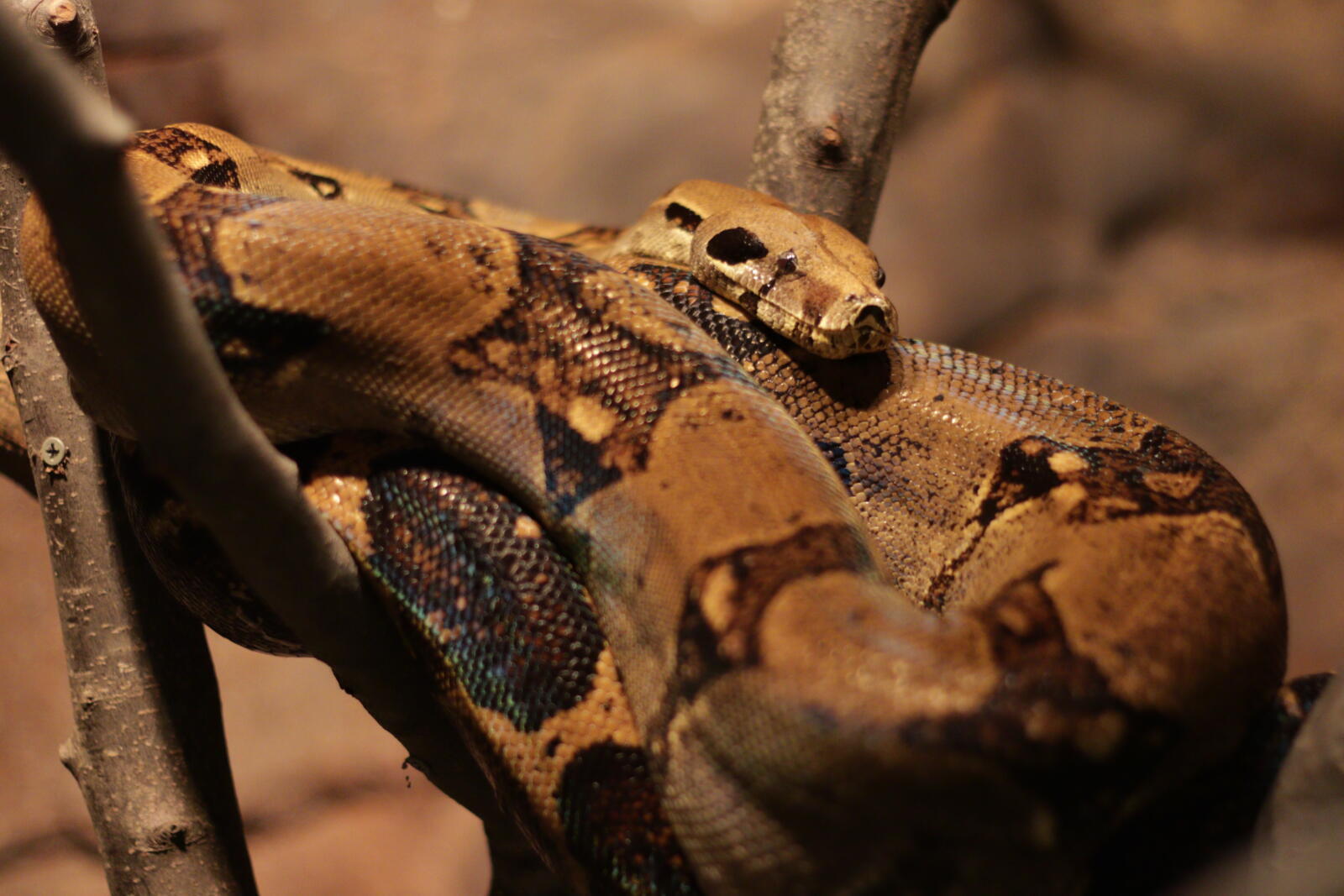More Corcovado Jungle Animals | Chattanooga Zoo