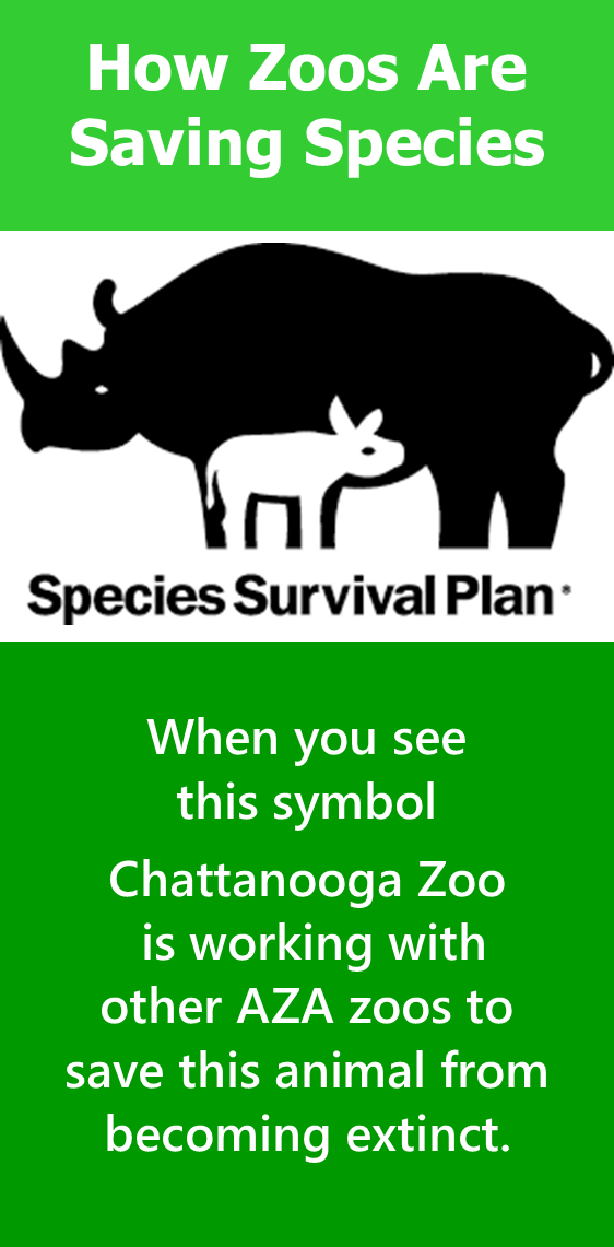 Reticulated Giraffe | Chattanooga Zoo