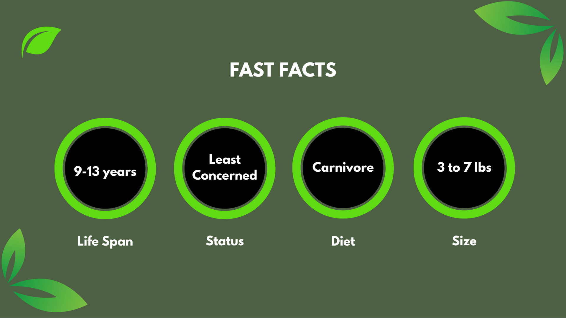 Sand Cat | Chattanooga Zoo