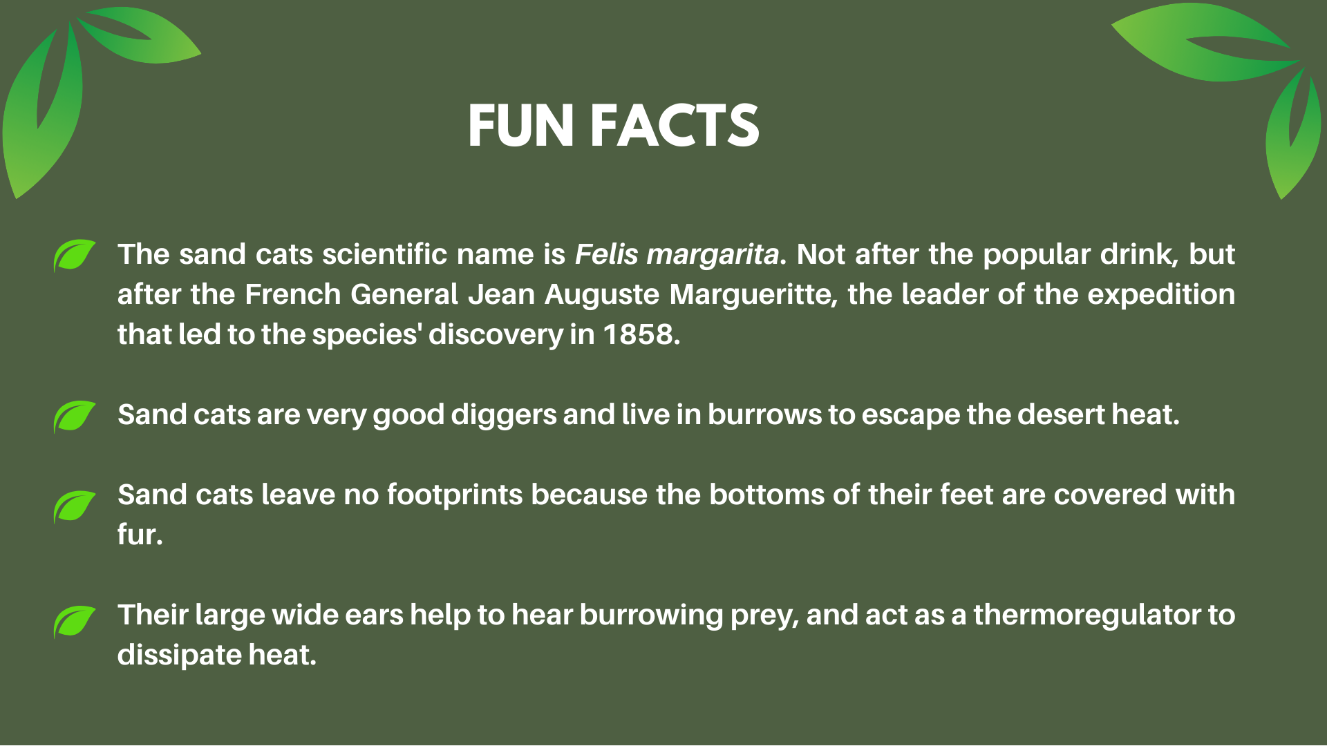 Sand Cat | Chattanooga Zoo