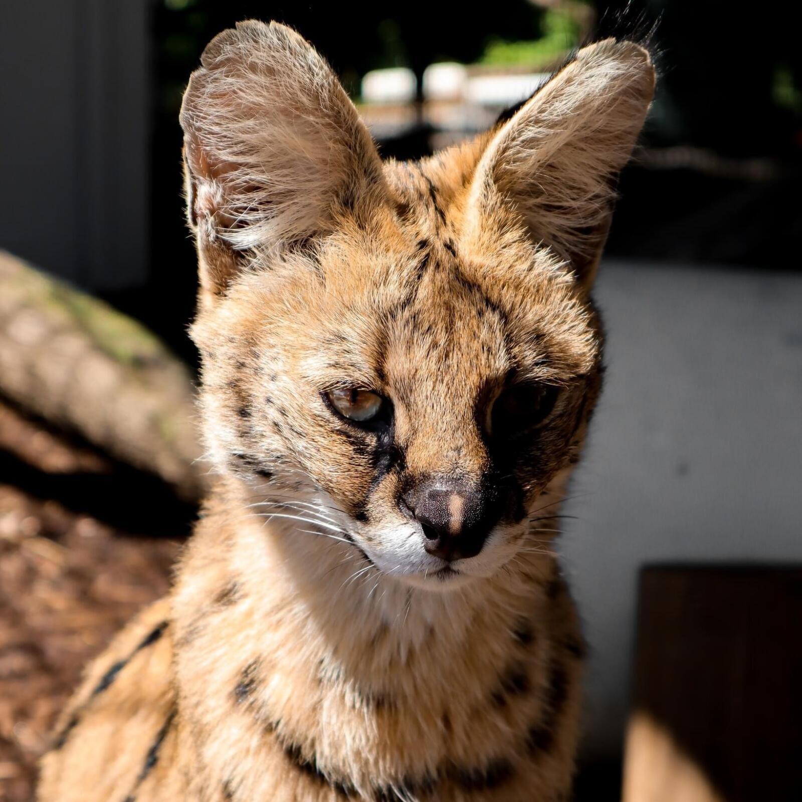 African Serval Cat Jumping