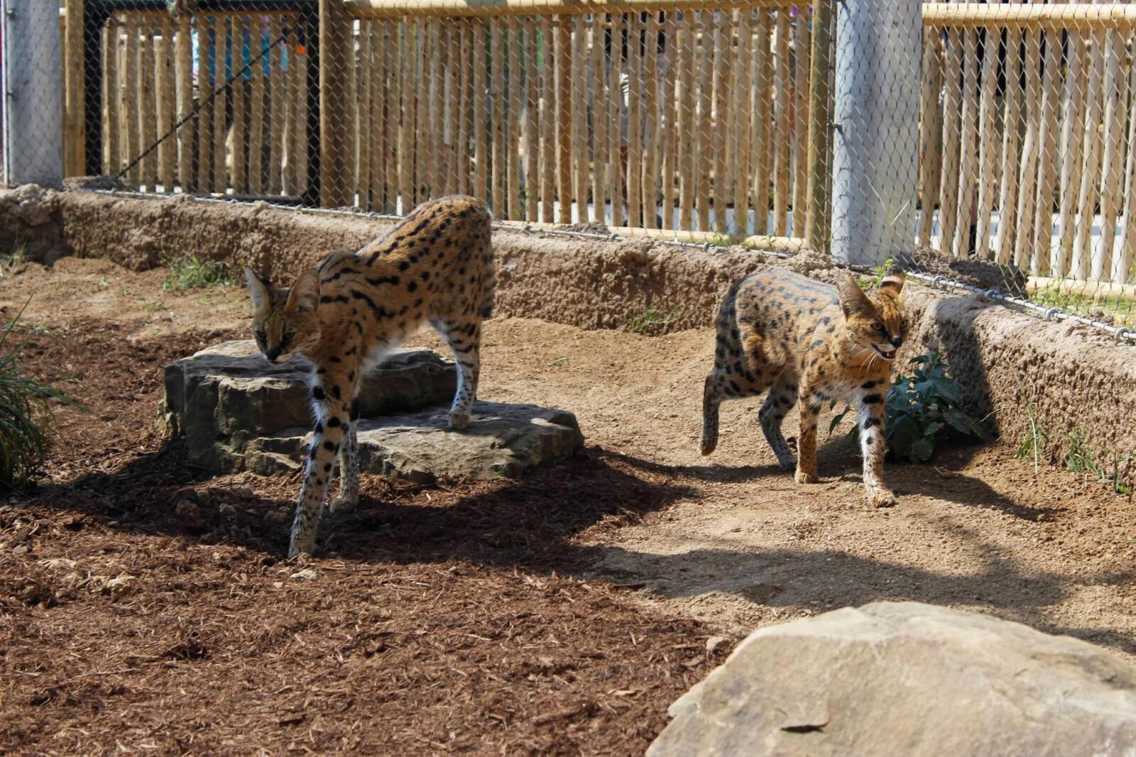Serval | Chattanooga Zoo