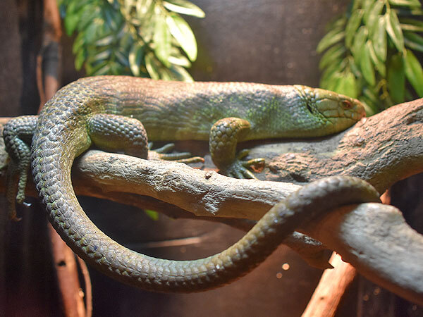 More Forests Animals | Chattanooga Zoo
