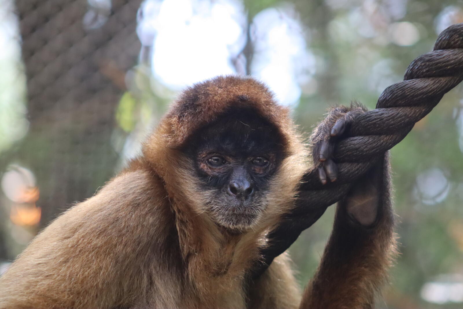 Black Handed Spider Monkey | Chattanooga Zoo