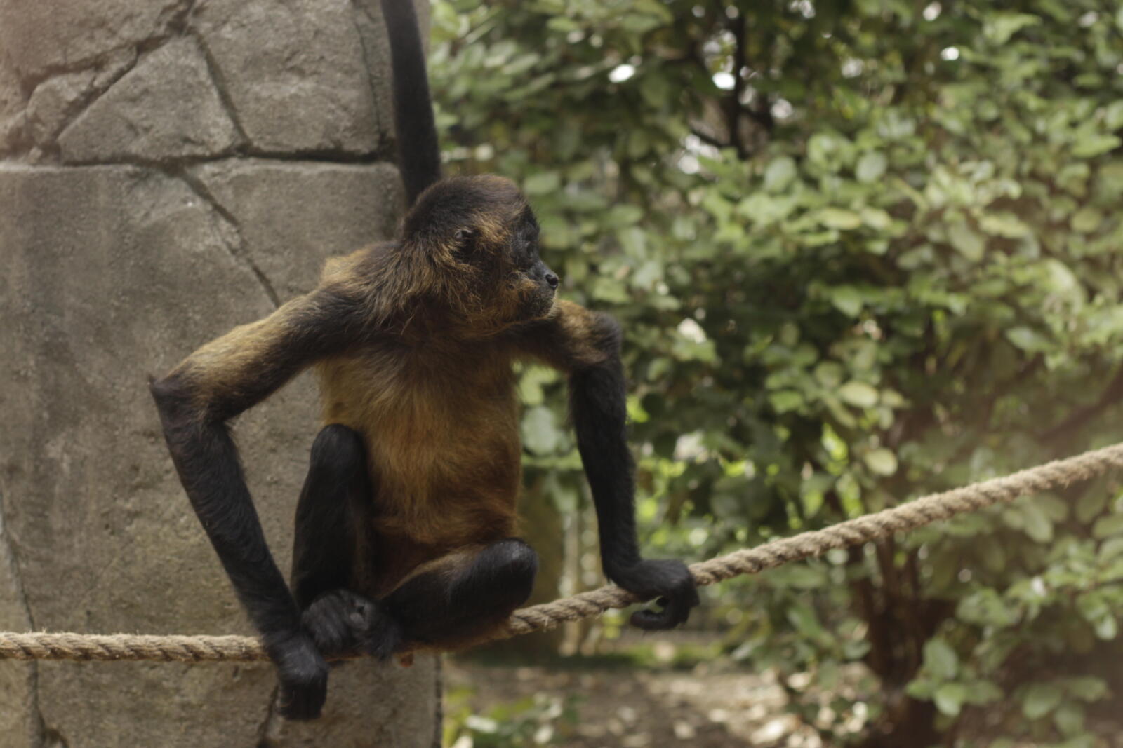 Black Handed Spider Monkey | Chattanooga Zoo