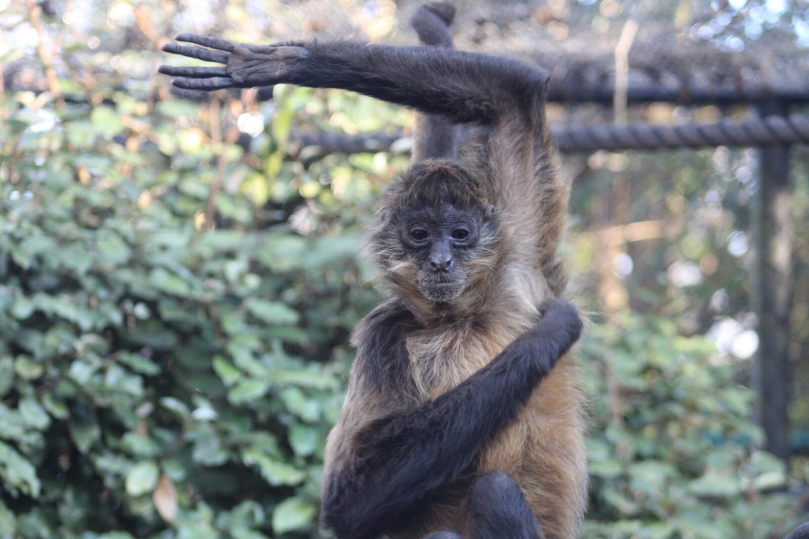 Black Handed Spider Monkey | Chattanooga Zoo