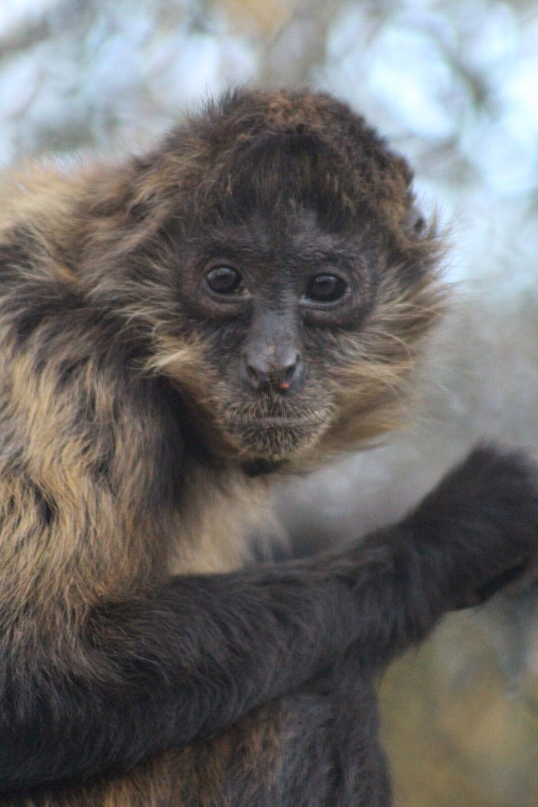 Black Handed Spider Monkey | Chattanooga Zoo