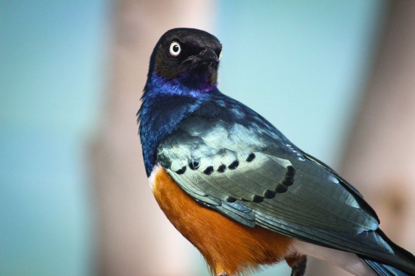 Birds of Africa | Chattanooga Zoo