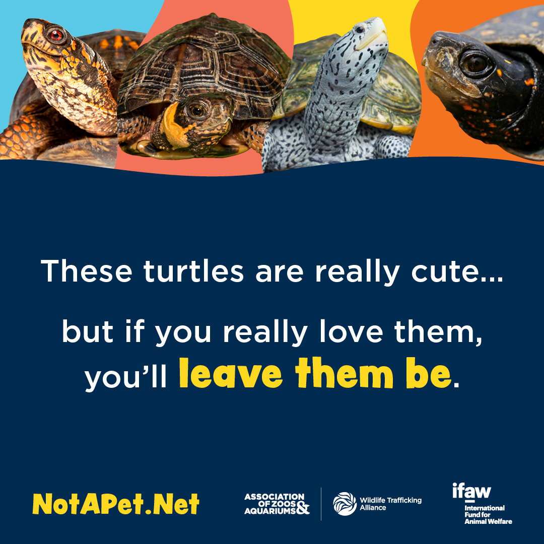 More Asian Animals | Chattanooga Zoo