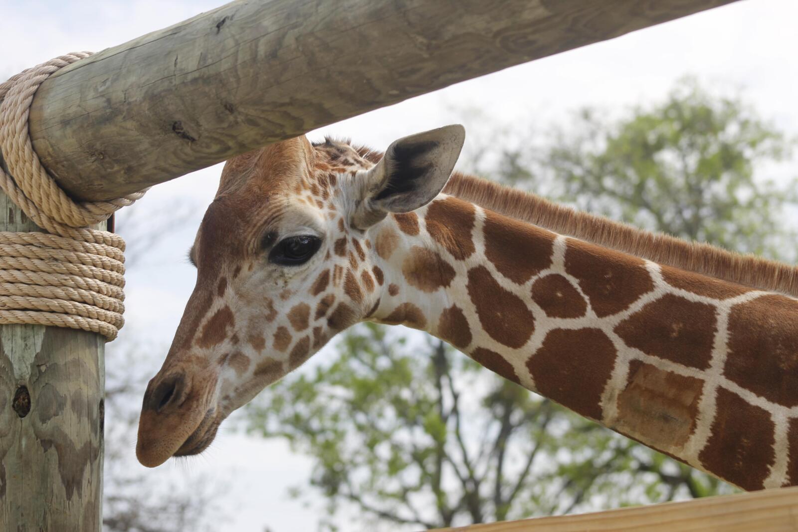 Blog | Chattanooga Zoo