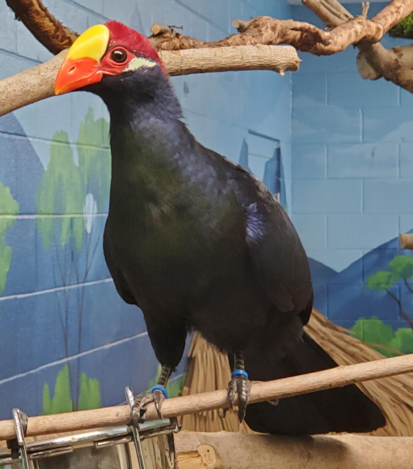 Birds of Africa | Chattanooga Zoo