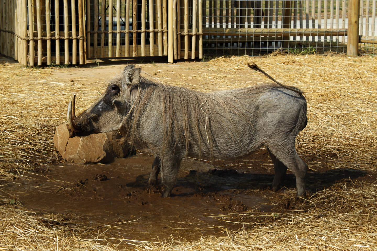 Common Warthog | Chattanooga Zoo