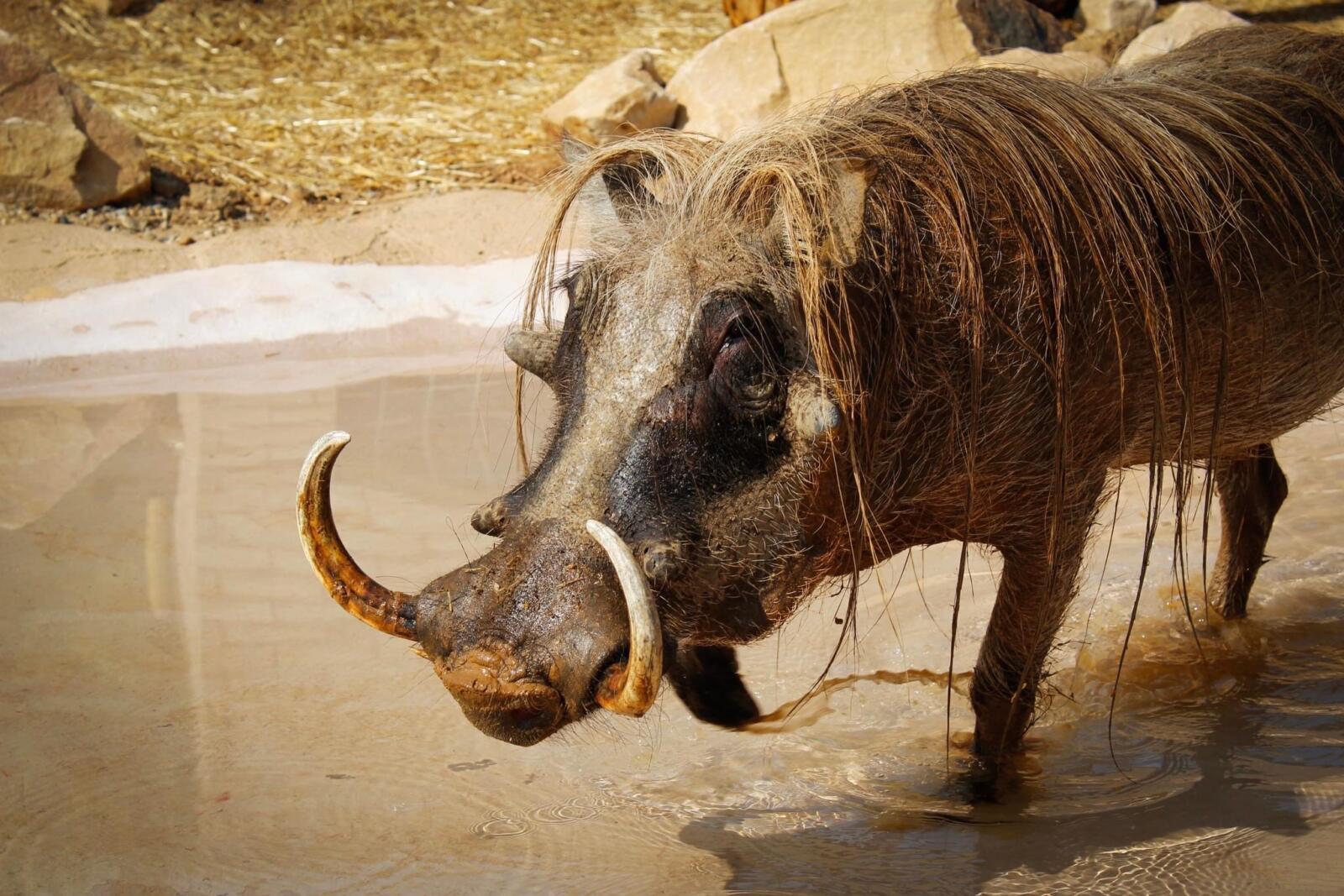 Common Warthog | Chattanooga Zoo