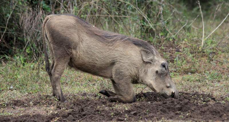 Common Warthog | Chattanooga Zoo