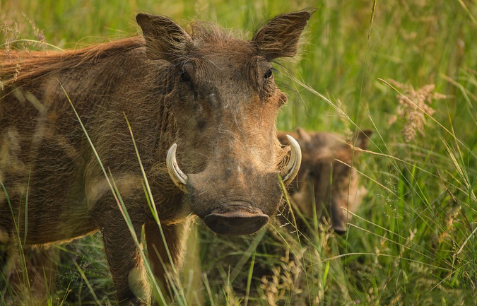 Common Warthog | Chattanooga Zoo