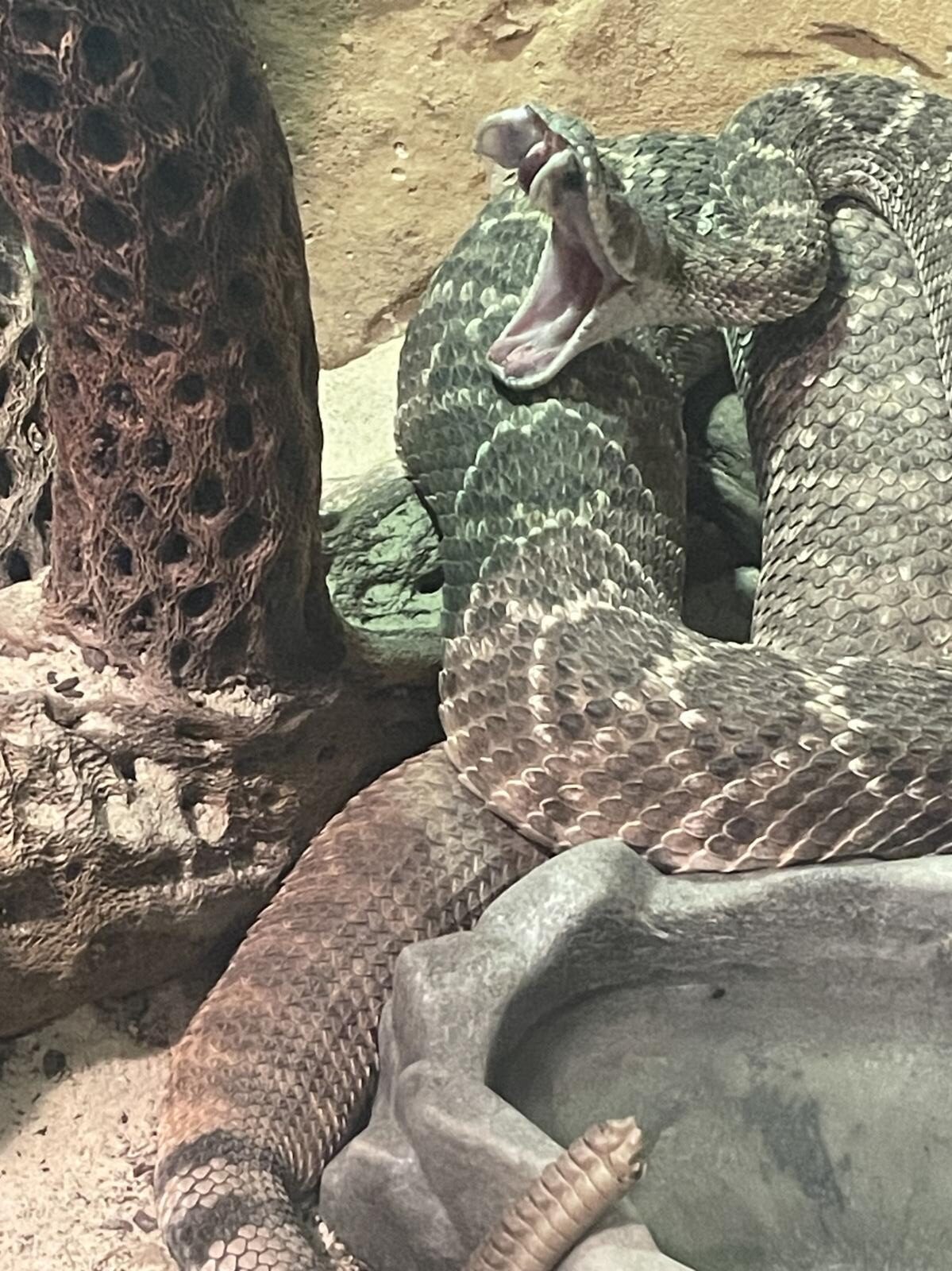 More Desert Animals | Chattanooga Zoo