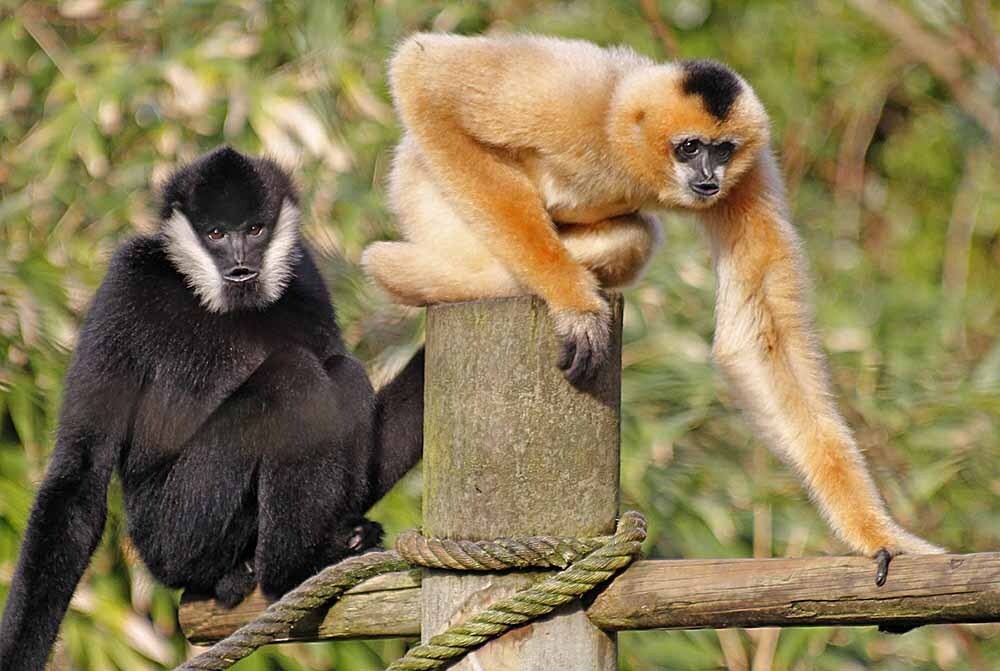 White-Cheeked Gibbon | Chattanooga Zoo