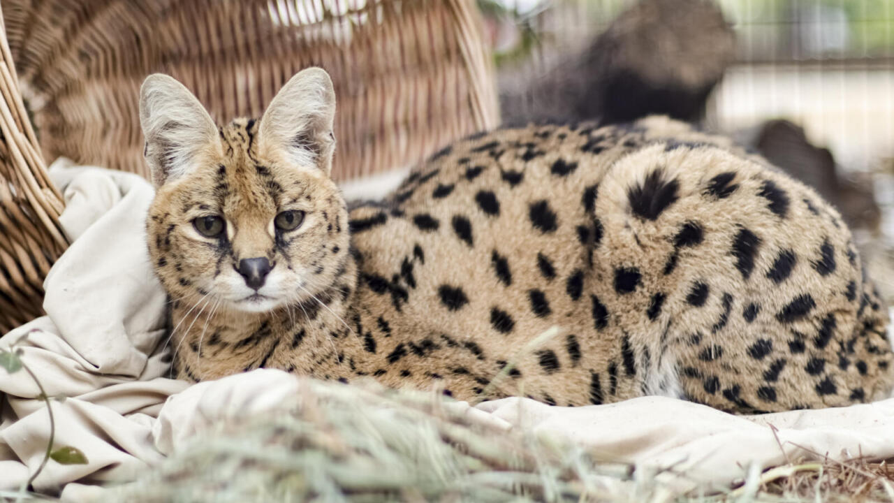 New Cape of Africa Section of the Zoo | Chattanooga Zoo