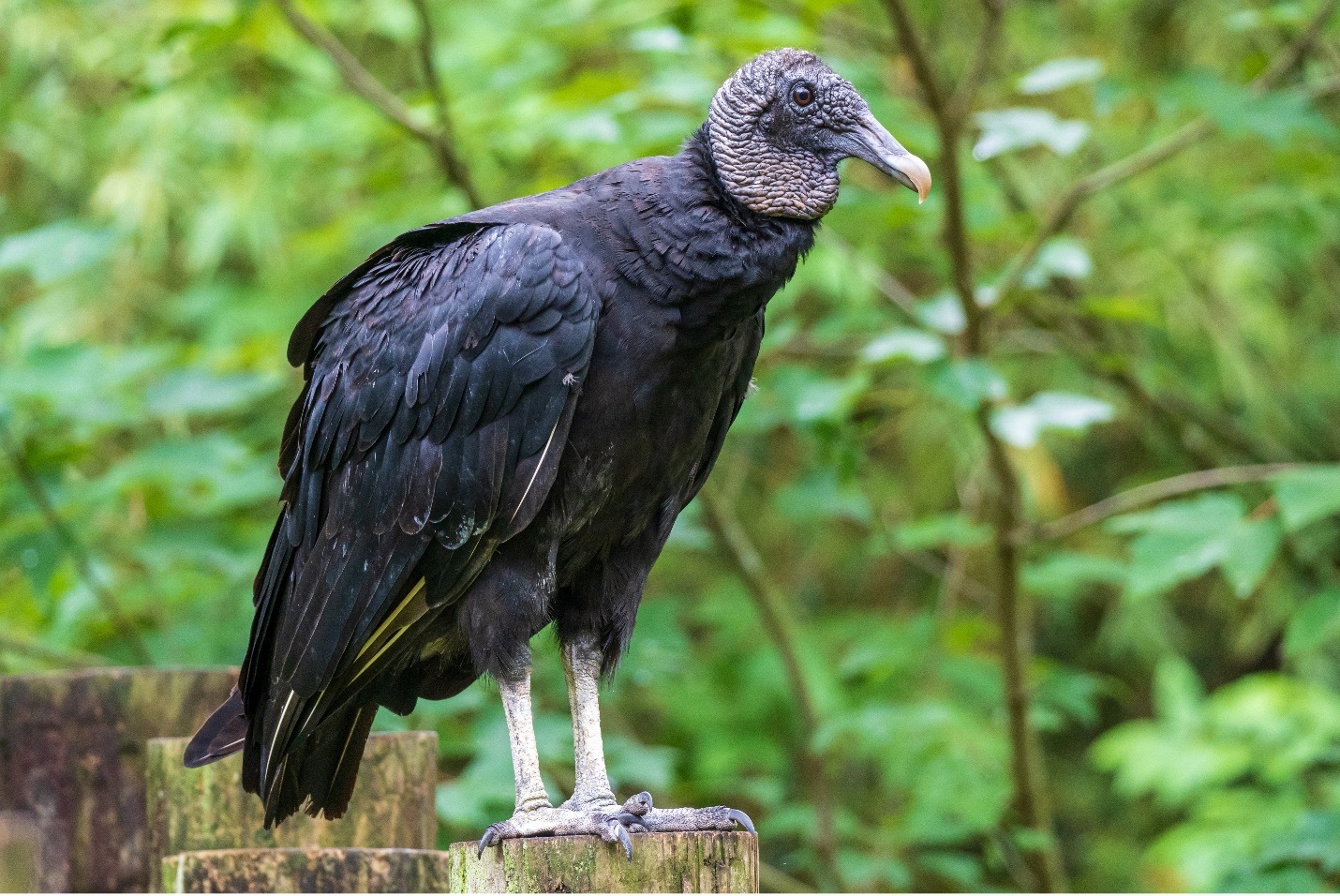 Black Vulture | Chattanooga Zoo