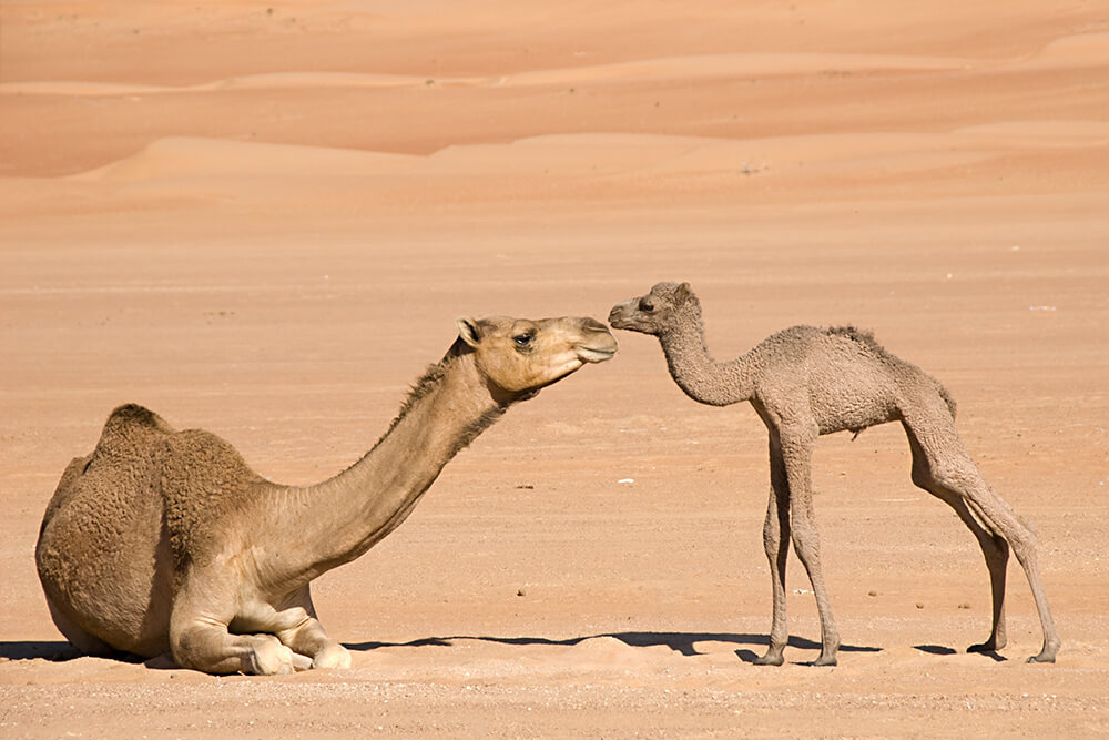 Dromedary Camel | Chattanooga Zoo
