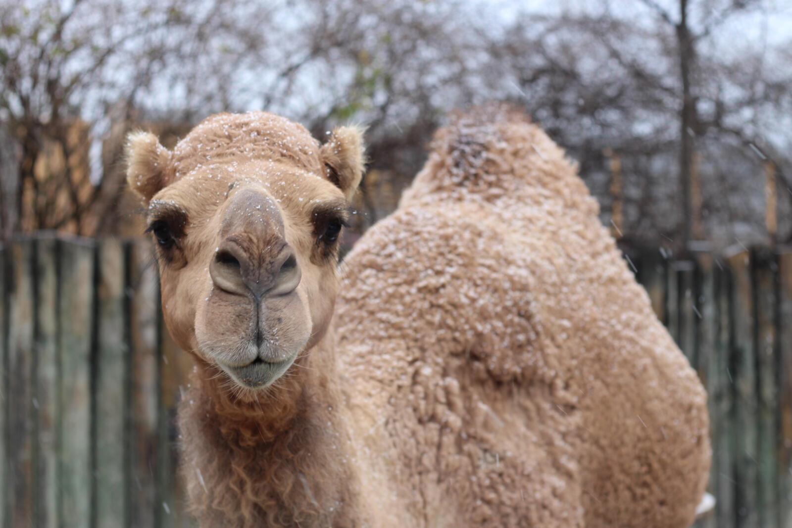 Dromedary Camel | Chattanooga Zoo