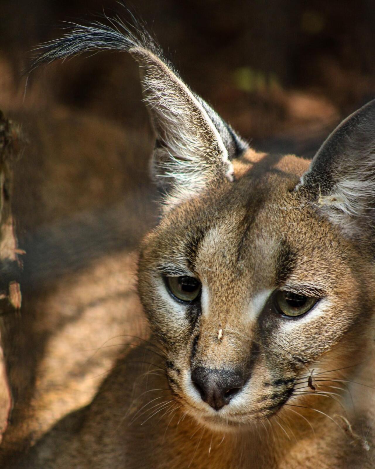 Caracals Jumping