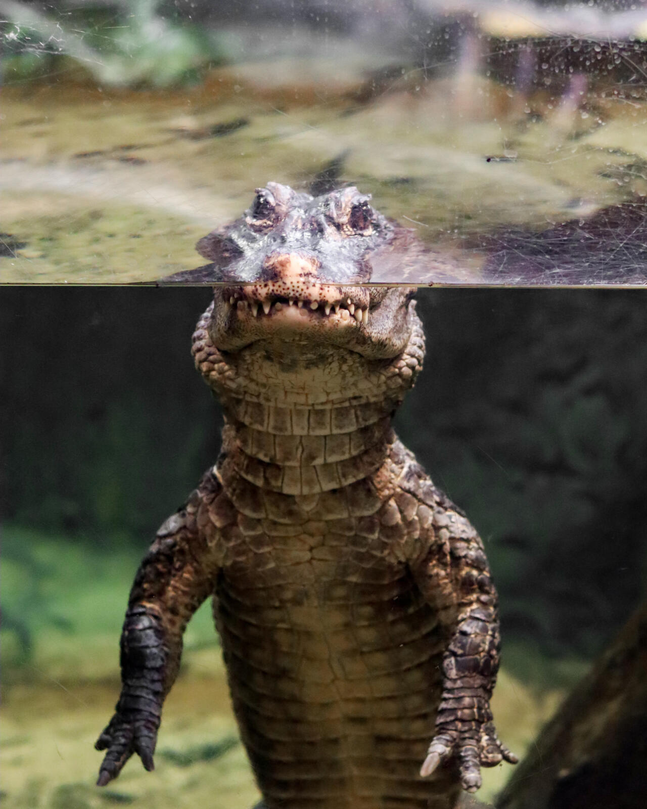 Alligator Chinois Chinese Alligator – Het Diertje Van De Dag