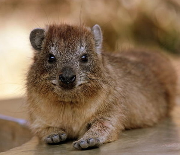 Deserts & Forests of The World | Chattanooga Zoo