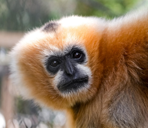 Himalayan Passage | Chattanooga Zoo