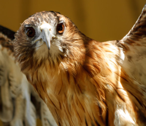 Walkin' The Tracks | Chattanooga Zoo