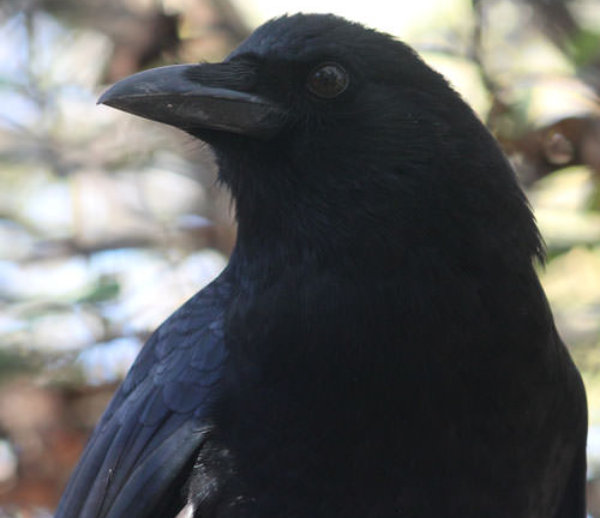 Walkin' The Tracks | Chattanooga Zoo