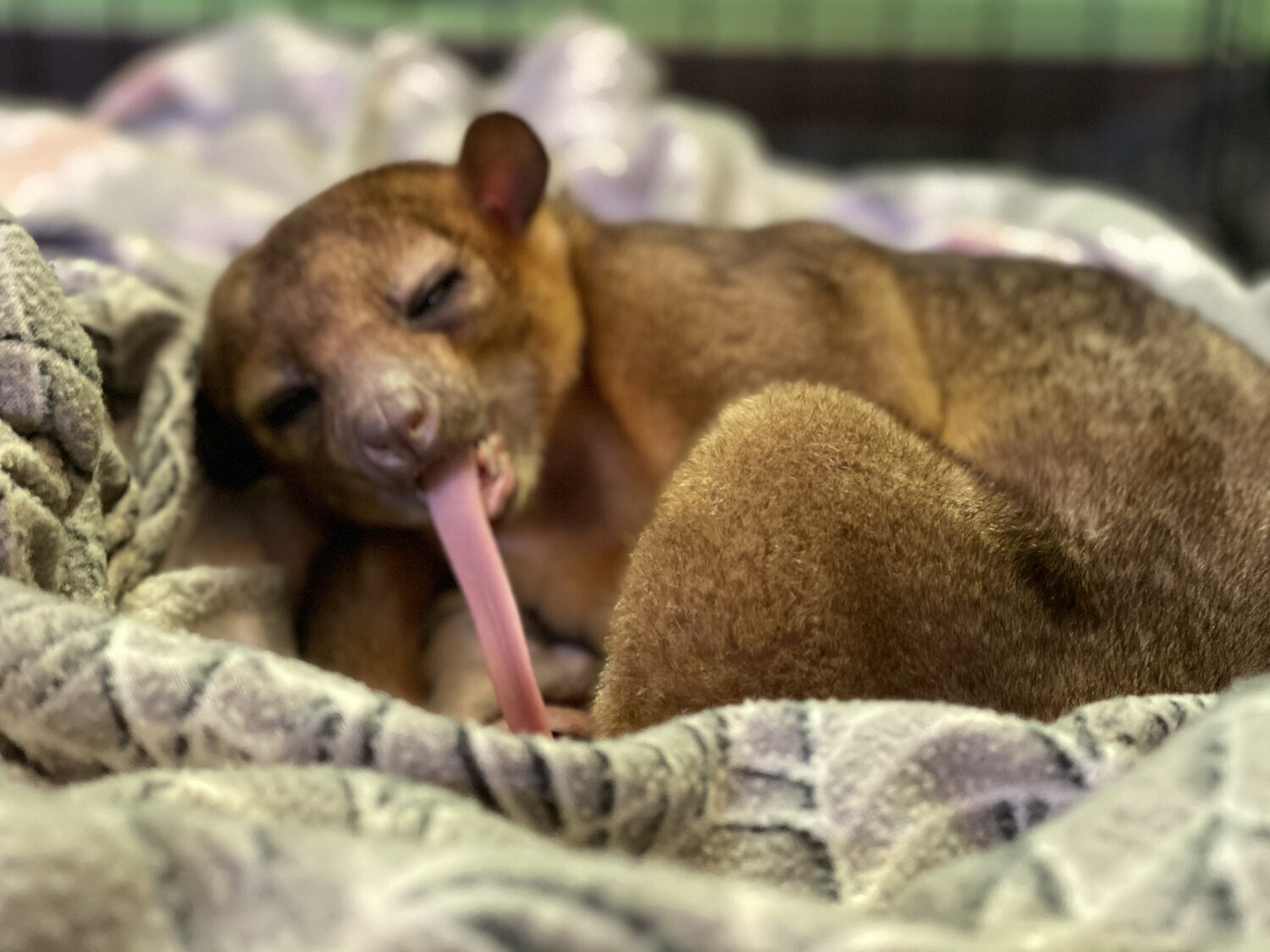 Kinkajou | Chattanooga Zoo