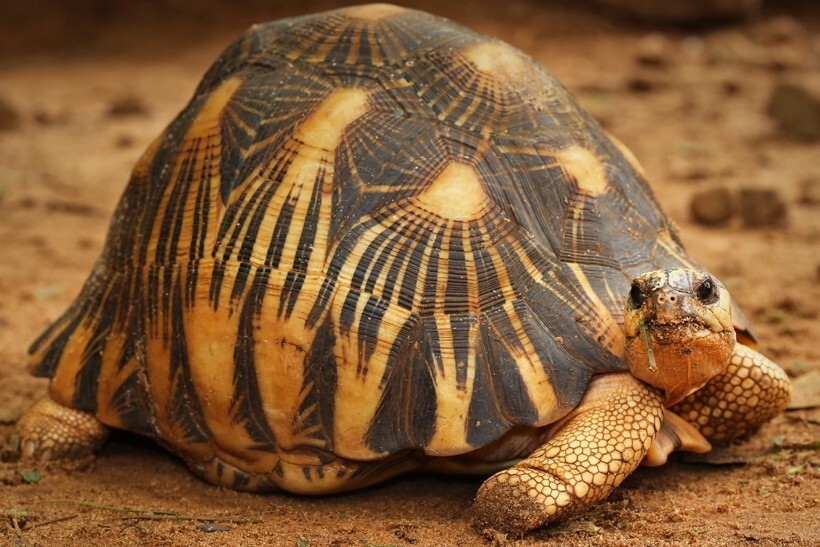 Radiated Tortoise | Chattanooga Zoo
