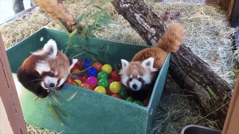 Exhibits | Chattanooga Zoo