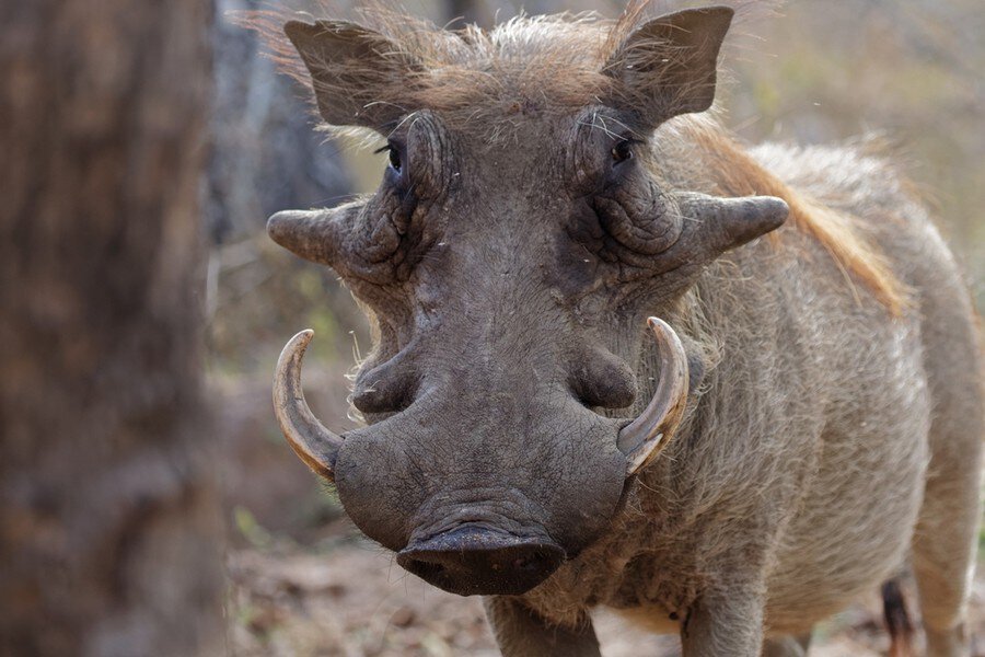 Common Warthog | Chattanooga Zoo